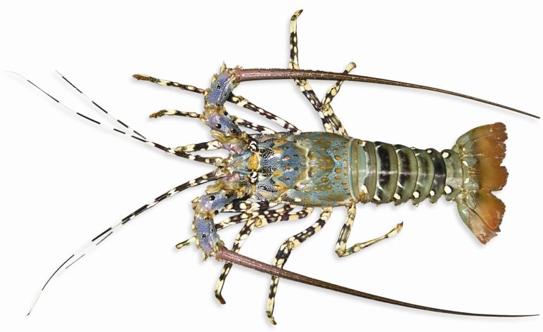 Reminder: Tropical Rocklobster Closed Season - BNB Fishing